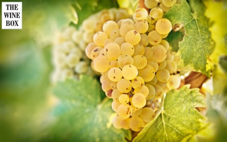 Các giống nho sản xuất rượu vang trắng nổi tiếng ngon nhất